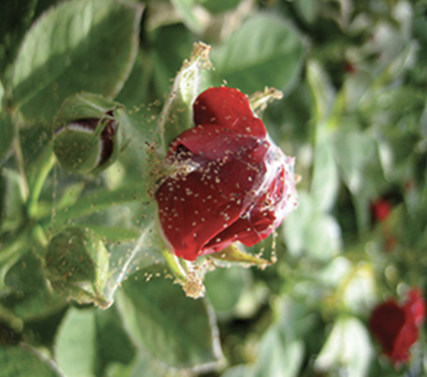 Guide for mites’ management on ornamentals | Syngenta Ornamentals ...