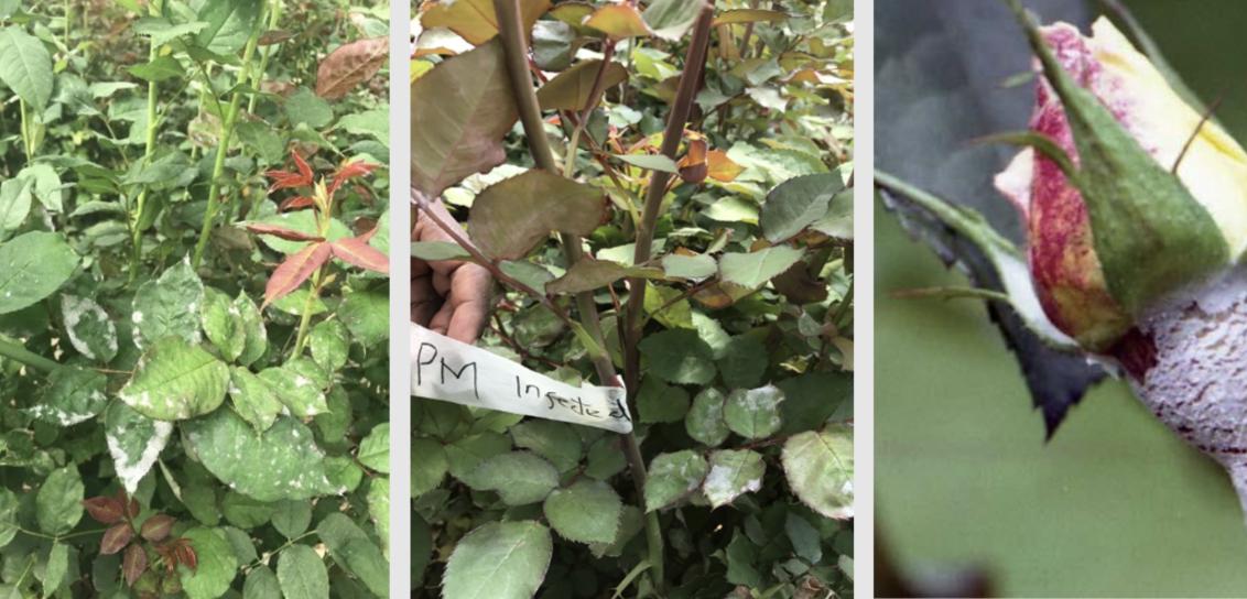 Powdery mildew on ornamental crops | Syngenta Ornamentals Australia ...
