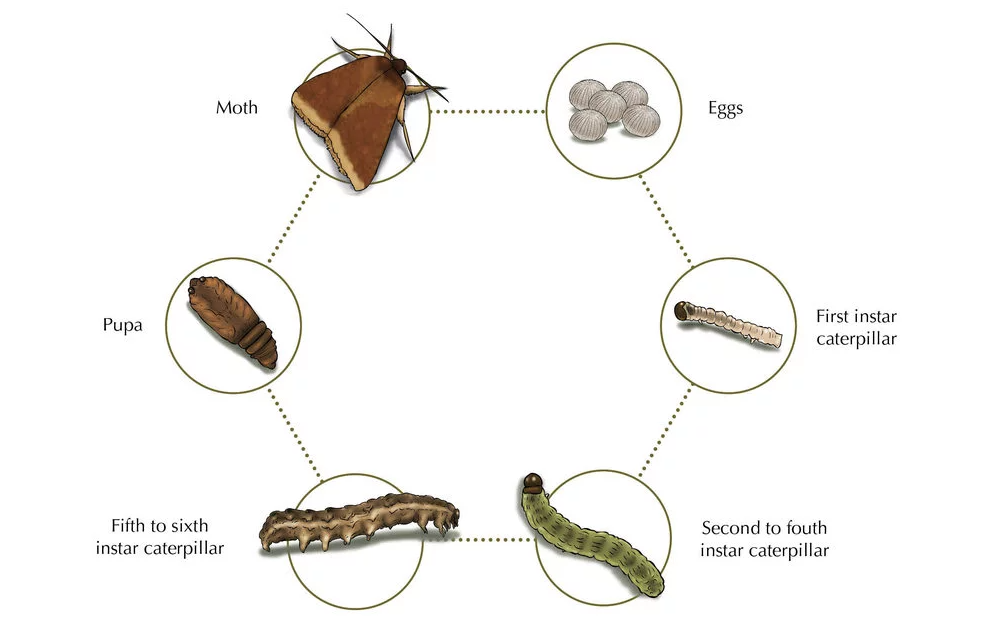 Caterpillar Control | Ornamentals ANZ