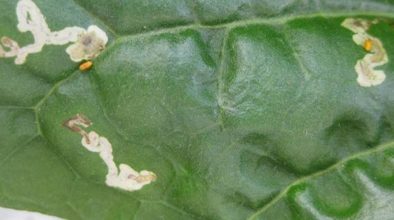 Ornamental Pests and Diseases