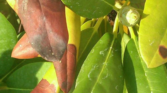 Ornamental Pests and Diseases